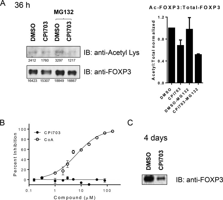 FOXP3 Antibody (14-4777-82)