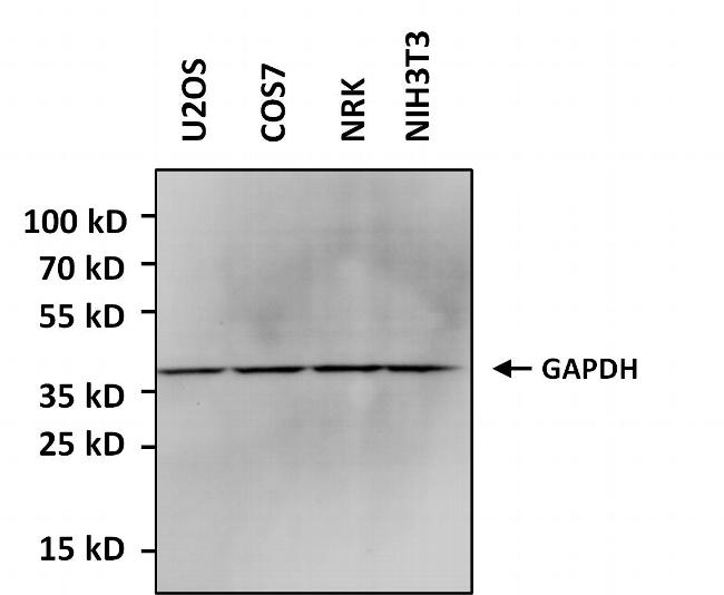 GAPDH Antibody, HRP (PA1-987-HRP)
