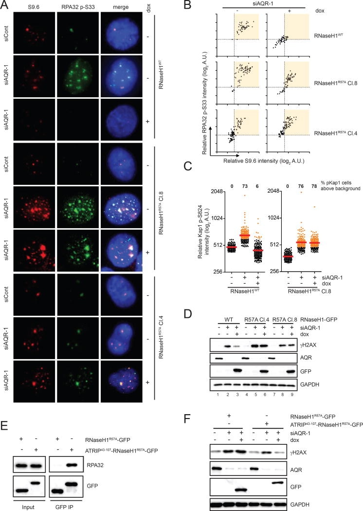 RPA2 Antibody (MA1-26418)