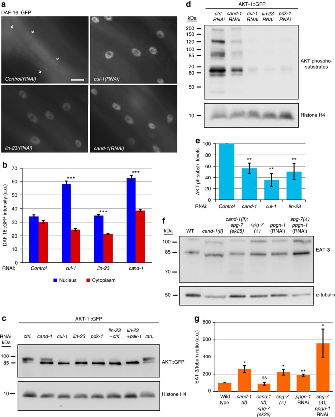 GFP Antibody (MA5-15256)
