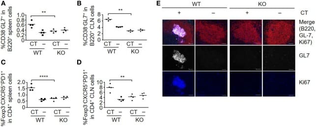 GL7 Antibody (14-5902-82)