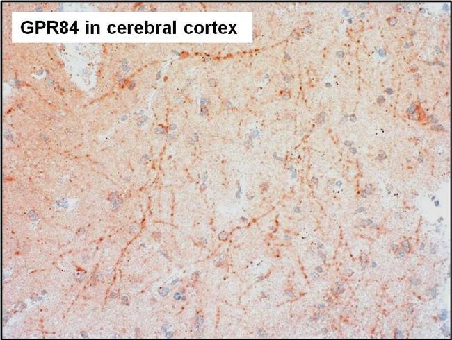GPR84 Antibody (PA3-042)