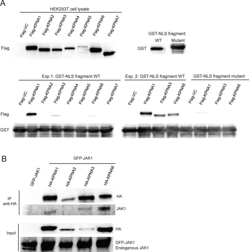 GST Tag Antibody (MA4-004)