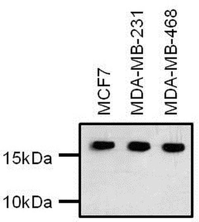 H3K27ac Antibody (720096)