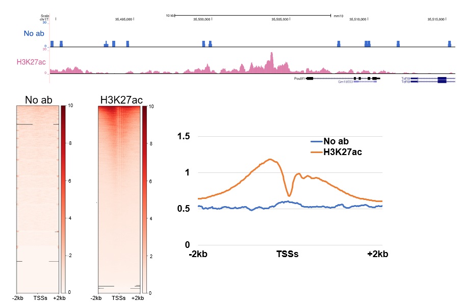 H3K27ac Antibody, ChIP-Verified (MA5-23516)