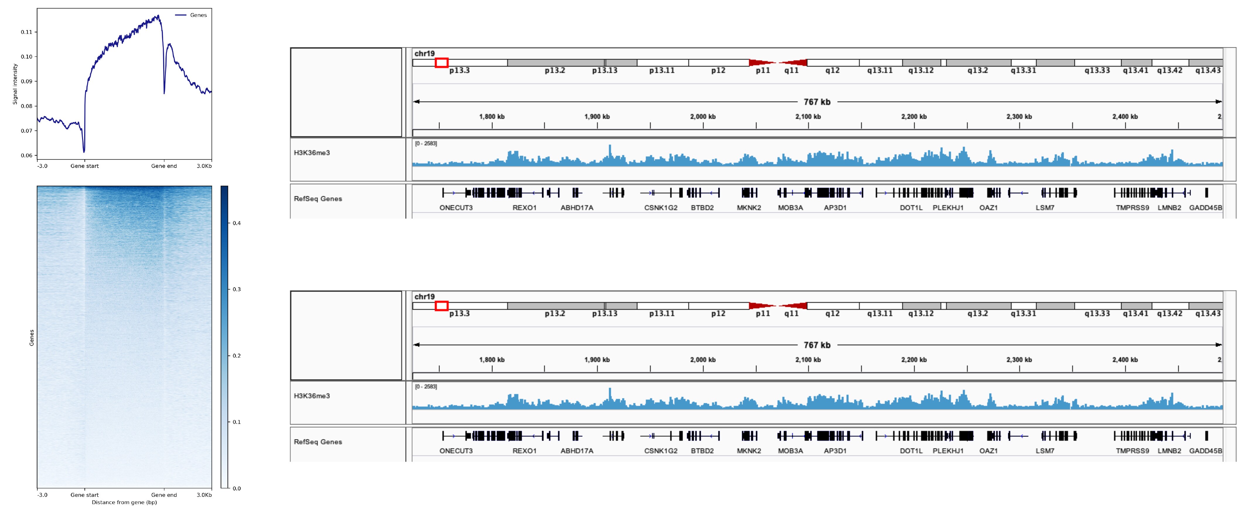 H3K36me3 Antibody, ChIP-Verified (MA5-24687)