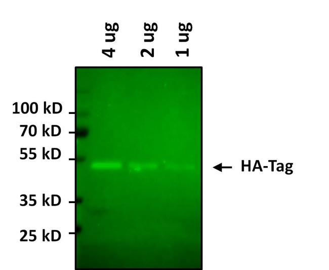 HA Tag Antibody, Alexa Fluor™ 488 (26183-A488)