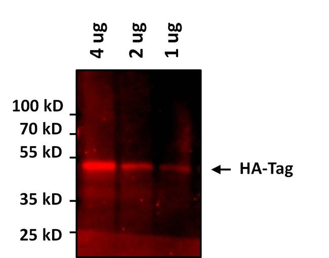 HA Tag Antibody, Alexa Fluor® 555 (26183-A555)