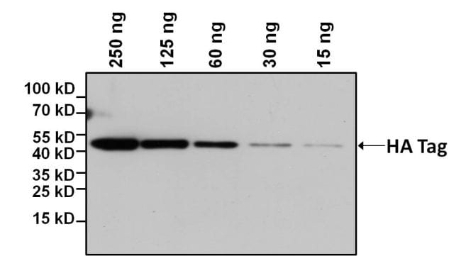 HA Tag Antibody, Biotin (26183-BTIN)