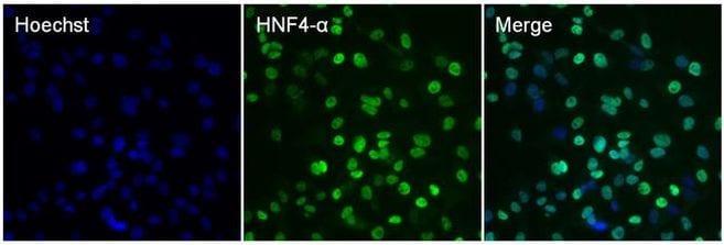 HNF4A Antibody (MA1-199)