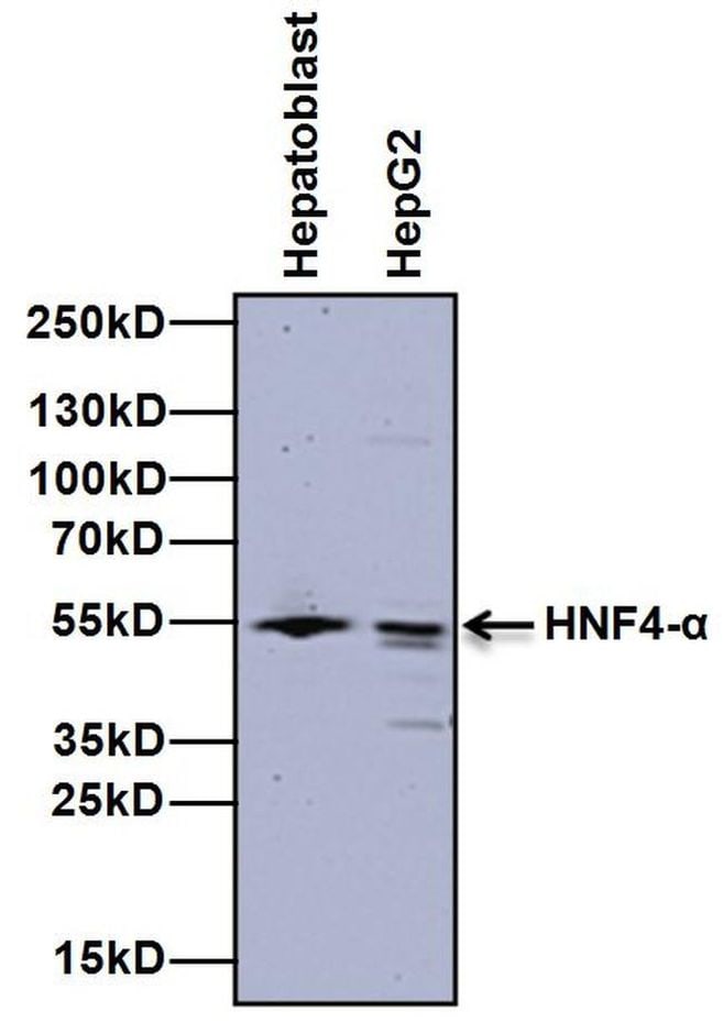 HNF4A Antibody (MA1-199)
