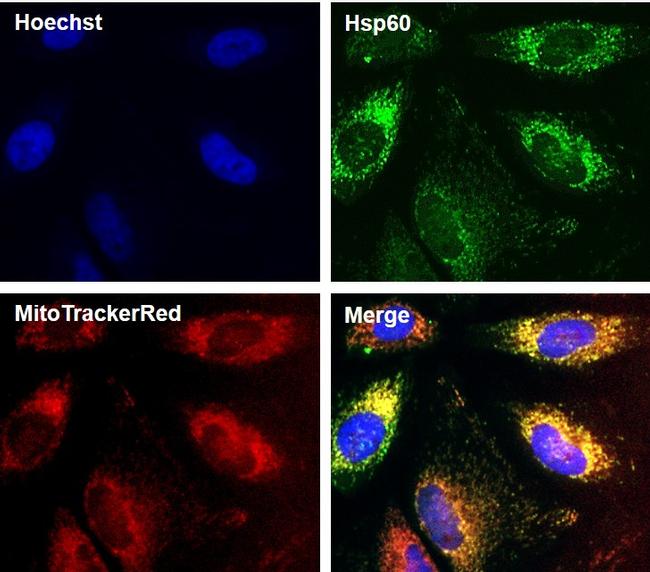 HSP60 Antibody (MA3-012)