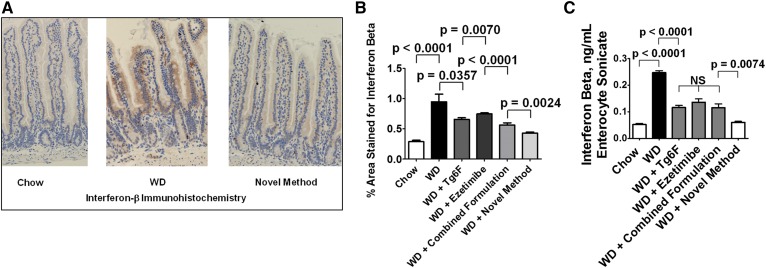IFN beta Antibody (PA5-20390)