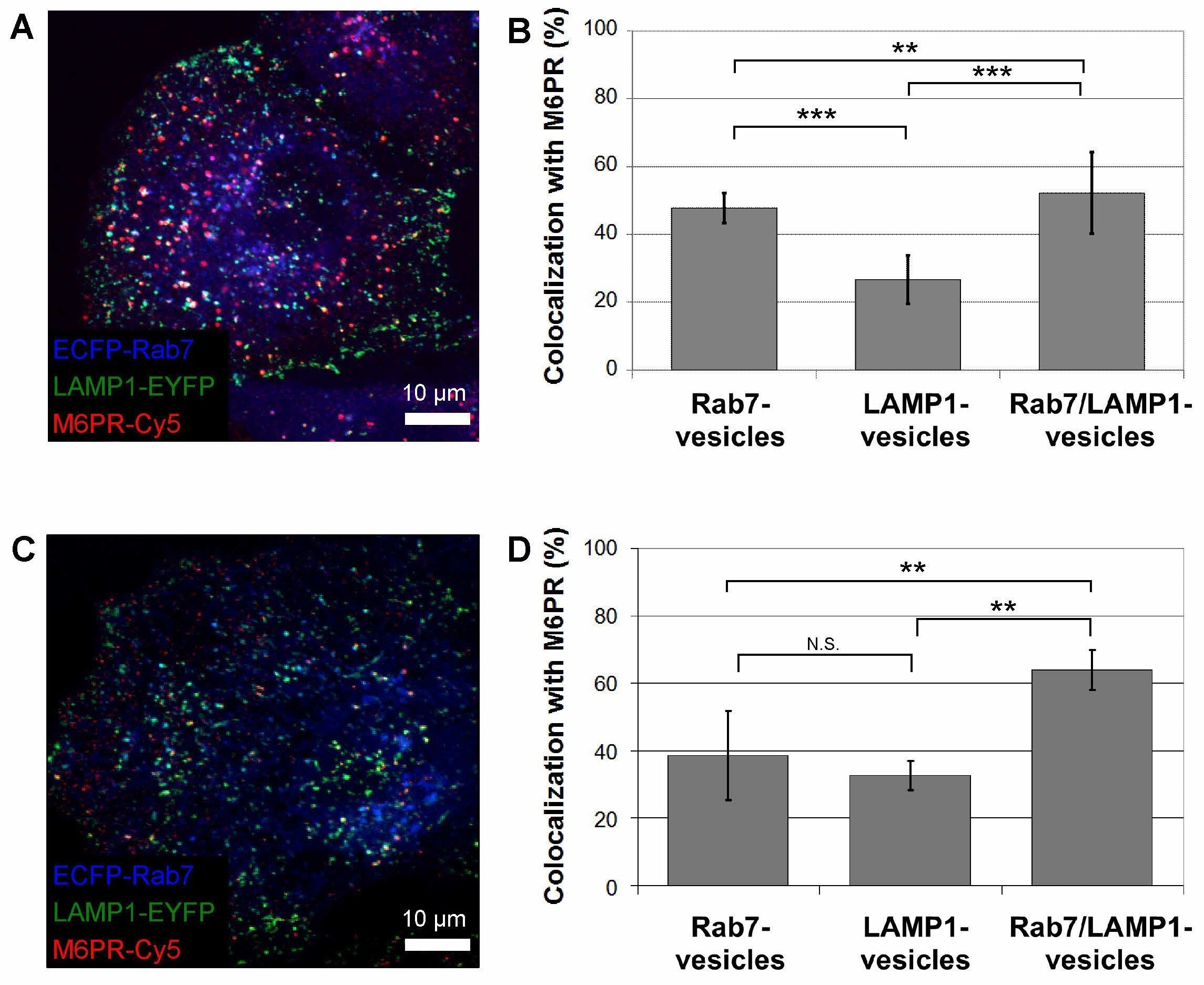 IGF2R Antibody (MA1-066)