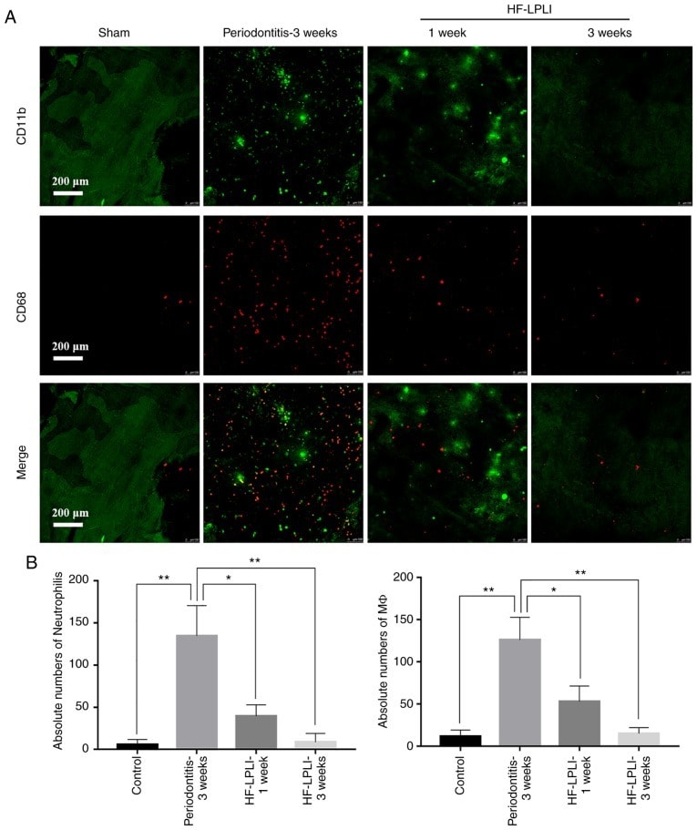CD86 Antibody (MA1-10293)