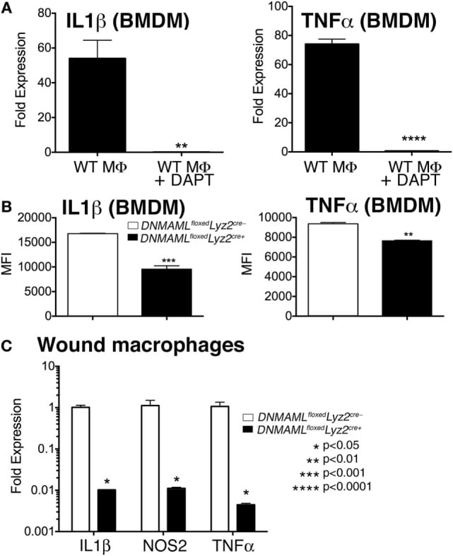 IL-1 beta (Pro-form) Antibody, PE (12-7114-82)