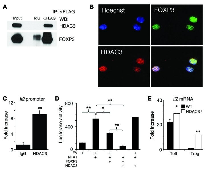 FOXP3 Antibody, eFluor® 570 (41-5773-82)