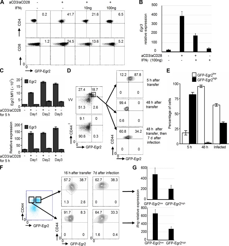 CD8a Antibody (14-0081-82)