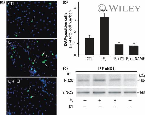 NMDAR2B Antibody (71-8600)