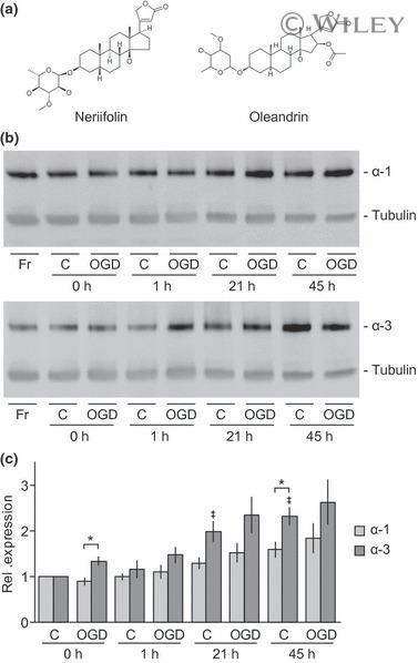 ATP1A3 Antibody (MA3-915)