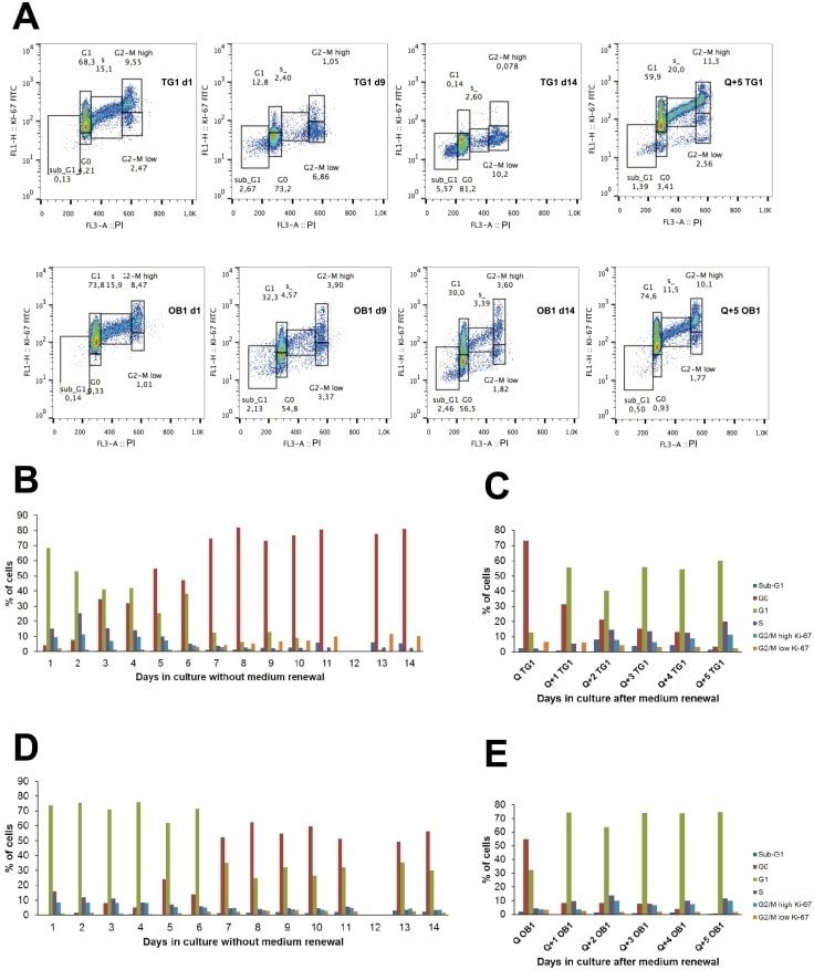Ki-67 Antibody, FITC (MHKI6701)