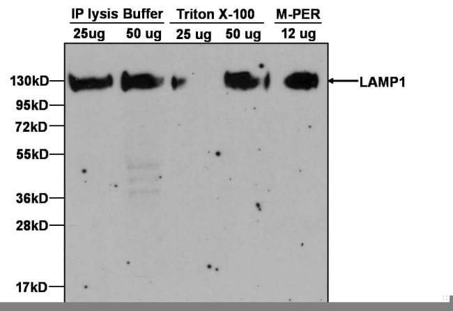 LAMP1 Antibody (MA1-164)