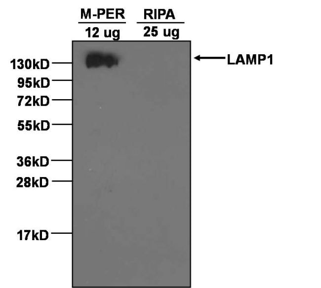 LAMP1 Antibody (MA1-164)