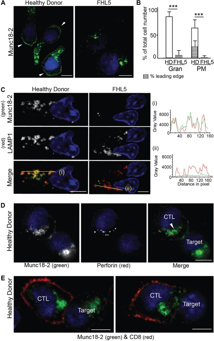 CD107a (LAMP-1) Antibody, Alexa Fluor™ 488 (53-1079-42)