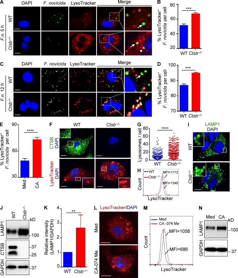 CD107a (LAMP-1) Antibody, Biotin (13-1071-82)