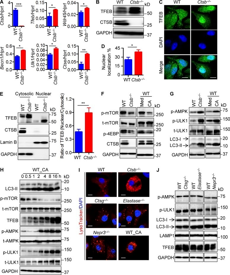 CD107a (LAMP-1) Antibody, Biotin (13-1071-82)