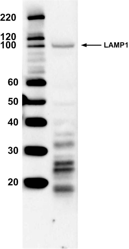 LAMP1 Antibody (PA1-654A)
