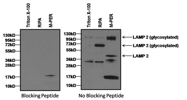 LAMP2 Antibody (PA1-655)