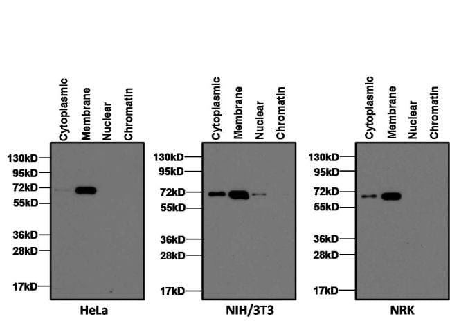 LAMP2 Antibody (PA1-655)