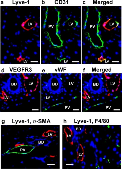 LYVE1 Antibody, Alexa Fluor™ 488 (53-0443-82)