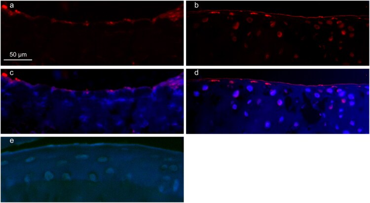 Lubricin Antibody (PA3-118)