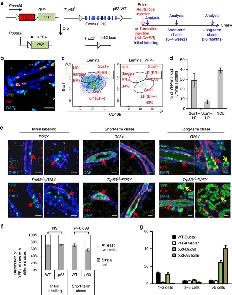 Ly-6A/E (Sca-1) Antibody, Alexa Fluor™ 700 (56-5981-82)