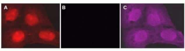 mCherry Antibody (M11217)