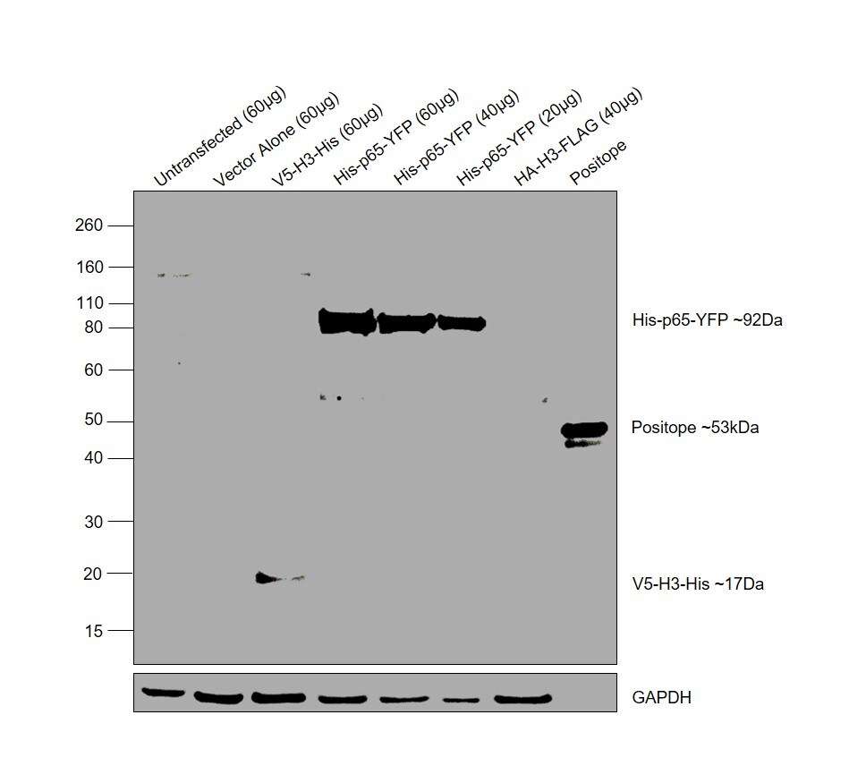 6x-His Tag Antibody (MA1-21315)