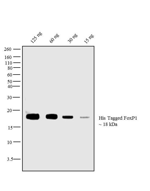 6x-His Tag Antibody, Biotin (MA1-21315-BTIN)
