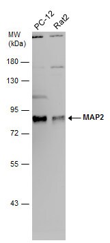 MAP2 Antibody (MA1-25043)