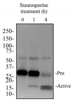 Active/Pro-Caspase 3 Antibody (MA1-91637)