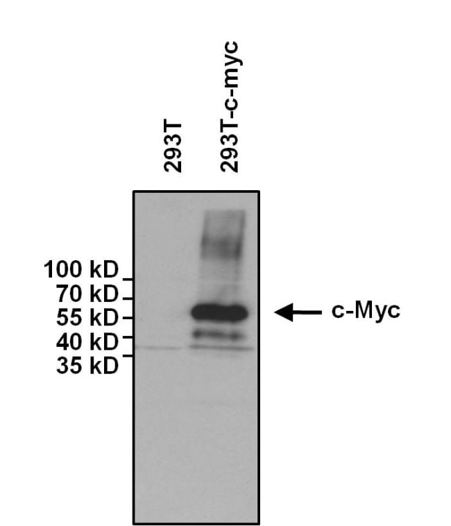 c-Myc Antibody (MA1-980)