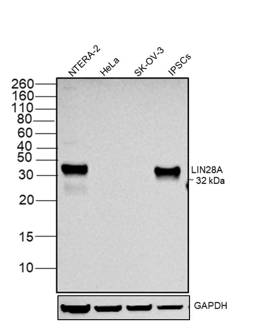 LIN28A Antibody (MA1-016)