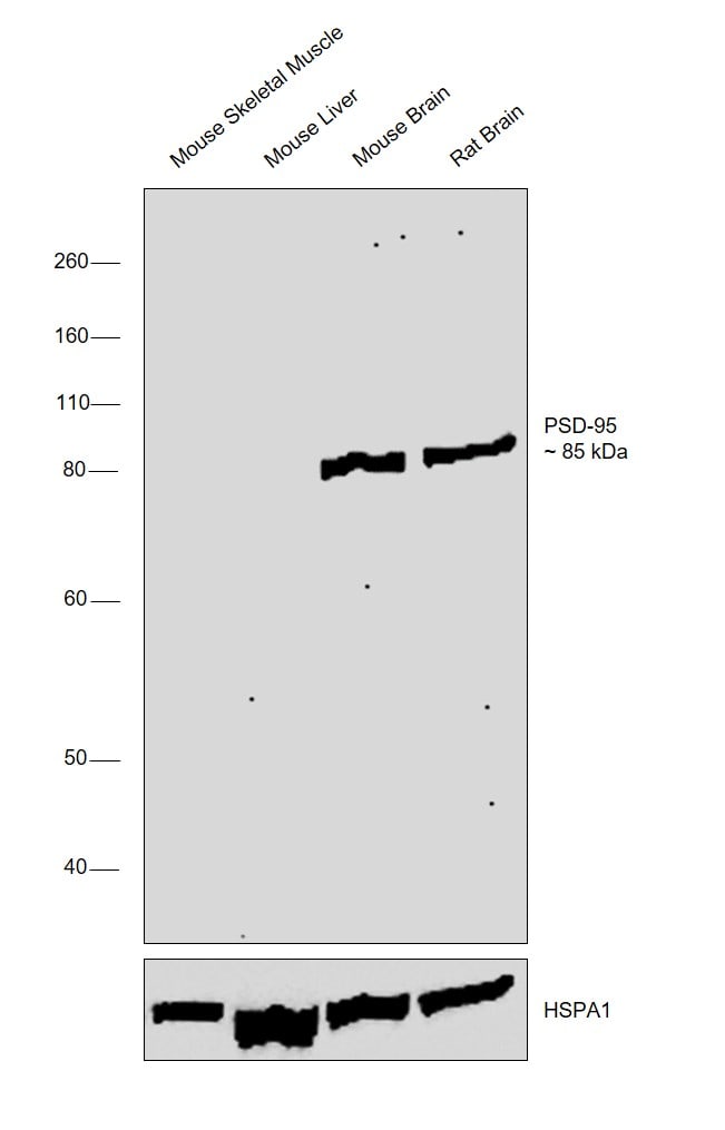 PSD-95 Antibody (MA1-045)
