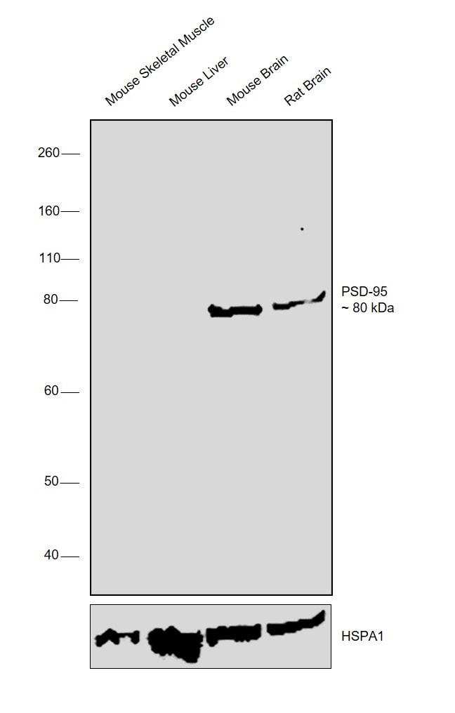 PSD-95 Antibody (MA1-046)