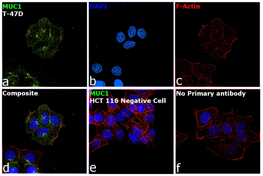 MUC1 Antibody (MA1-06503)