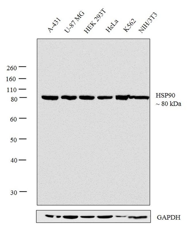 HSP90 Antibody (MA1-10372)