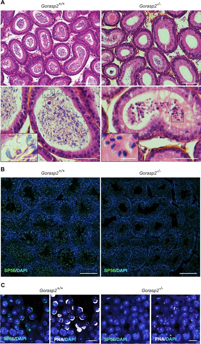 Sp56 Antibody (MA1-10866)