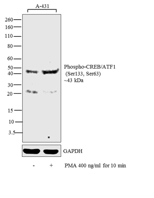 Phospho-CREB/ATF1 (Ser133, Ser63) Antibody (MA1-114)