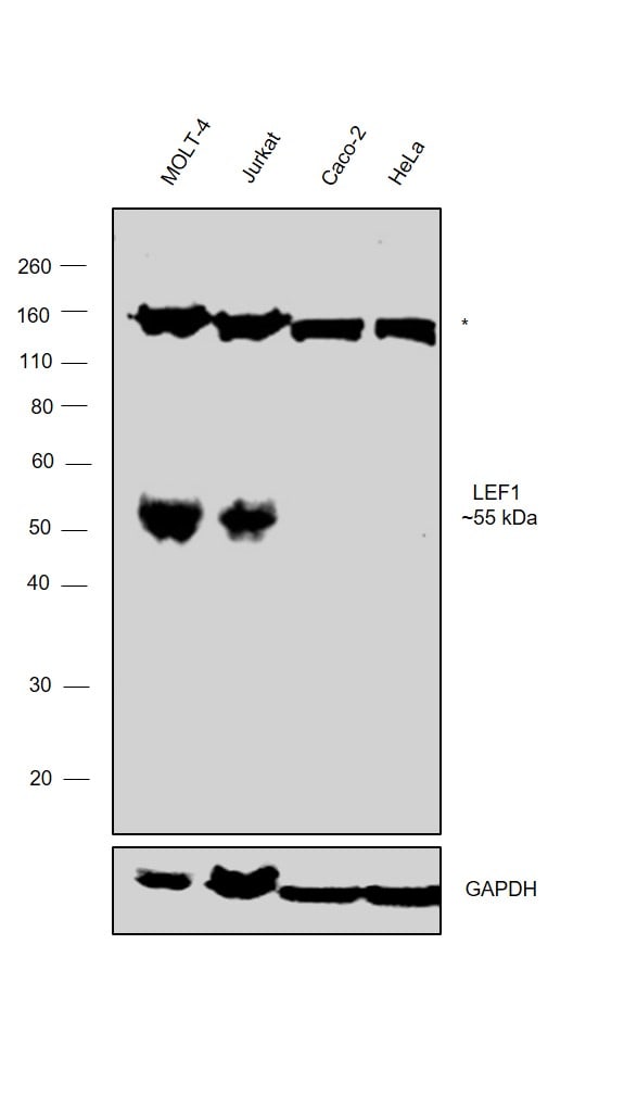 LEF1 Antibody (MA1-12420)